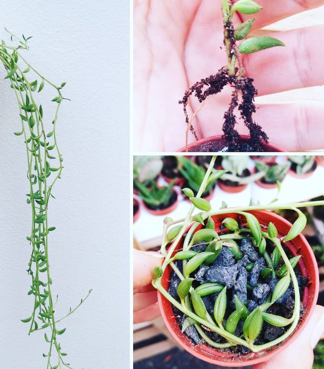 Senecio Fish Hook: Characteristics and Care | Succulent Alley