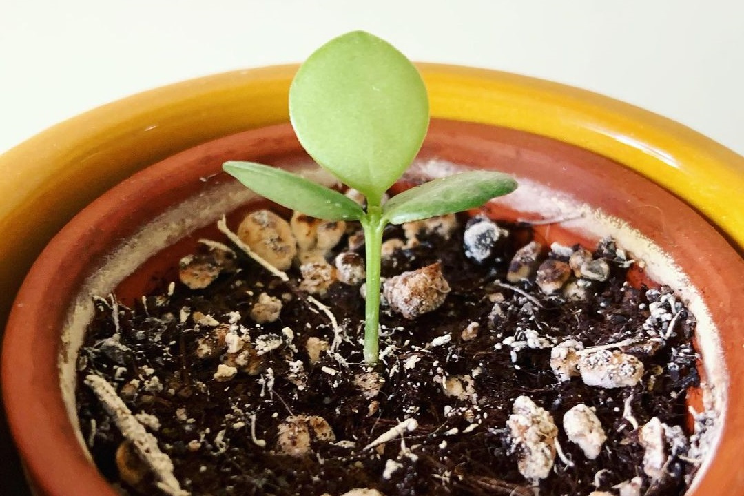 String of Coins Plant: From Propagation to Perfection | Succulent Alley