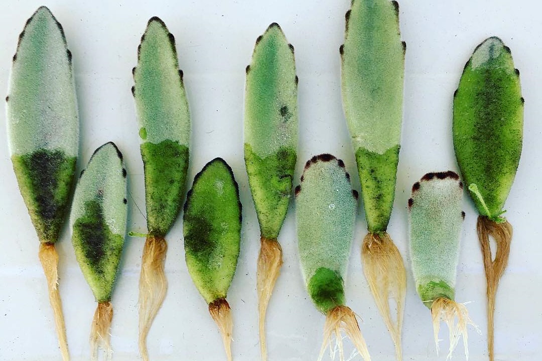 Panda Plant Propagation Techniques That Work | Succulent Alley