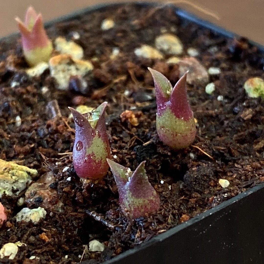 Astrophytum caput-medusae: Characteristics and Care | Succulent Alley