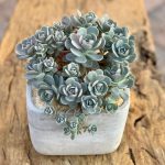 Orostachys Varieties: Identification and Care Guide | Succulent Alley