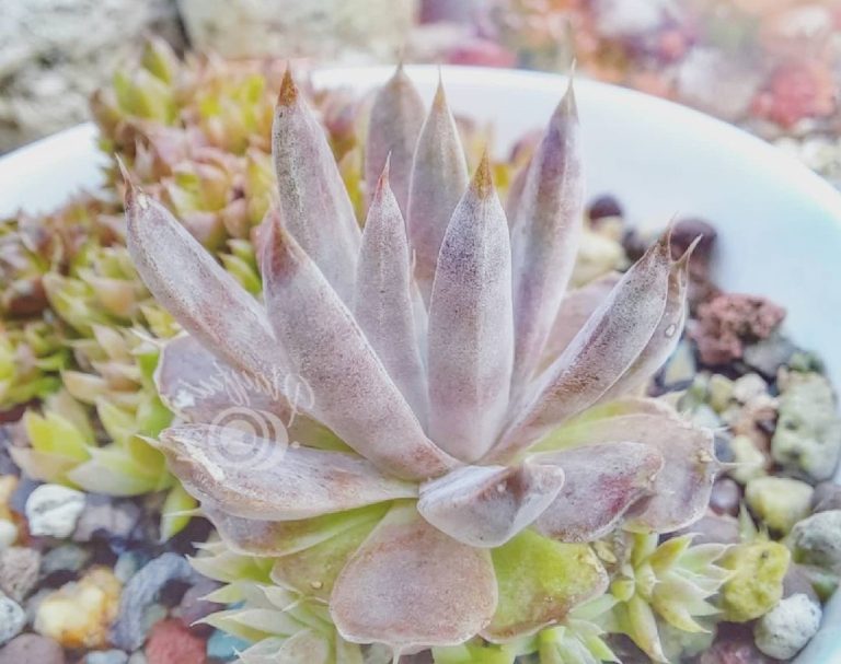 Orostachys Varieties: Identification and Care Guide | Succulent Alley