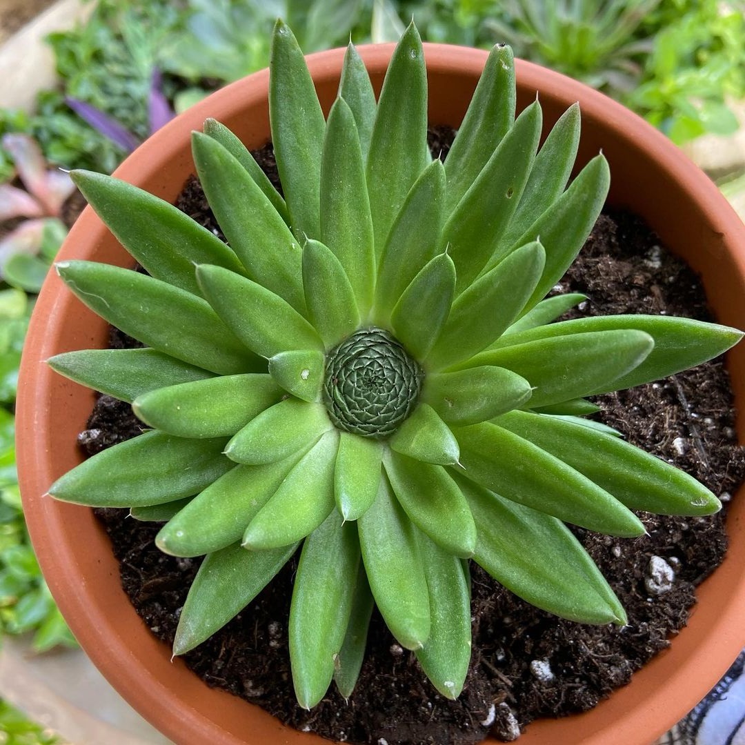 Orostachys Varieties: Identification and Care Guide | Succulent Alley