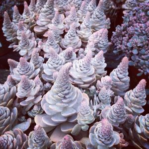 Orostachys Varieties: Identification and Care Guide | Succulent Alley