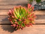 Orostachys Varieties: Identification and Care Guide | Succulent Alley