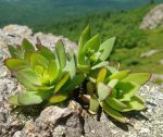 Orostachys Varieties: Identification and Care Guide | Succulent Alley