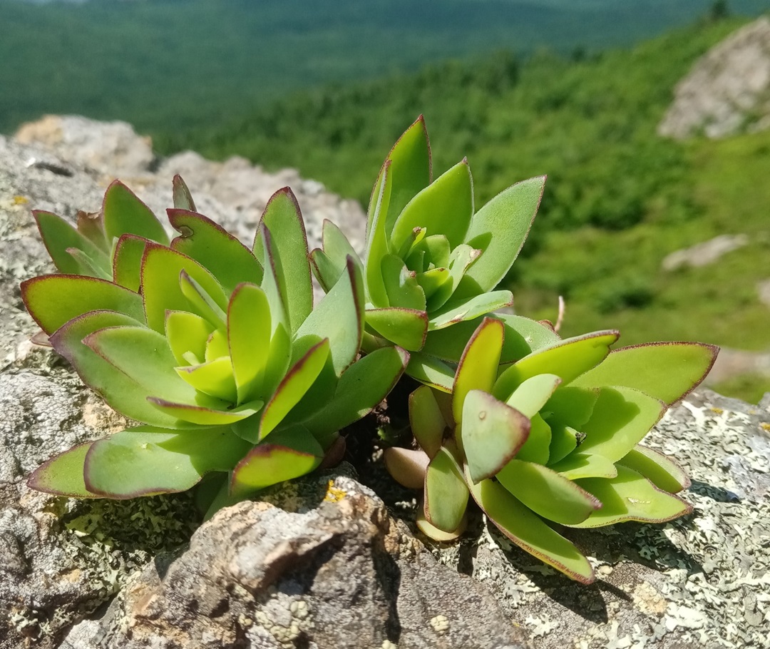 Orostachys Varieties: Identification and Care Guide | Succulent Alley