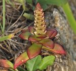 Orostachys Varieties: Identification and Care Guide | Succulent Alley