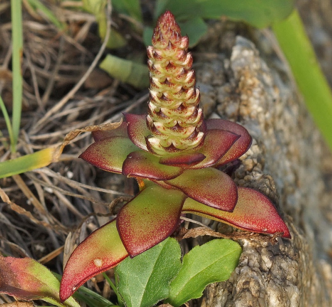 Orostachys Varieties: Identification and Care Guide | Succulent Alley