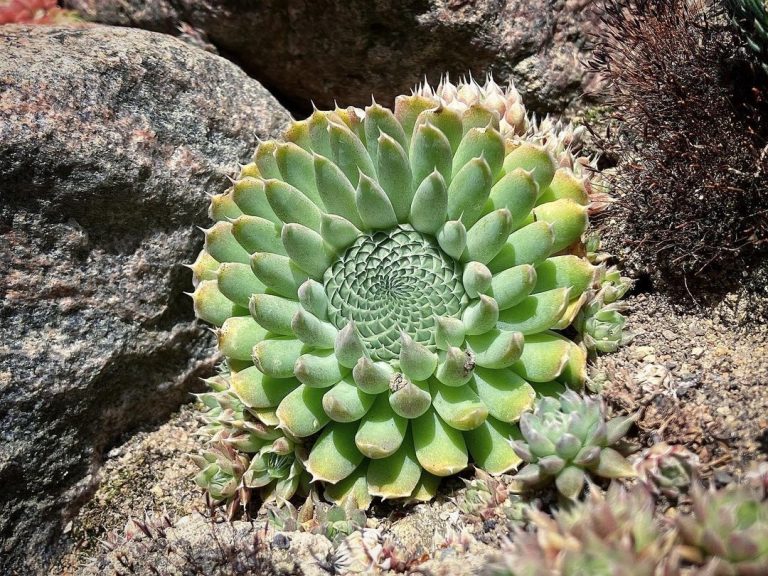 Orostachys Varieties: Identification and Care Guide | Succulent Alley