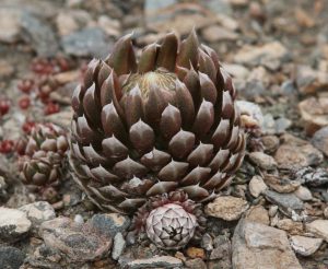 Orostachys Varieties: Identification and Care Guide | Succulent Alley