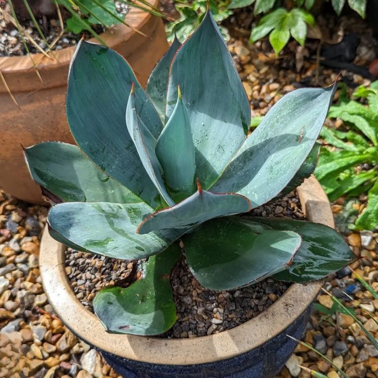 Agave celsii Nova: The Desert Plant That's Taking Over Instagram ...