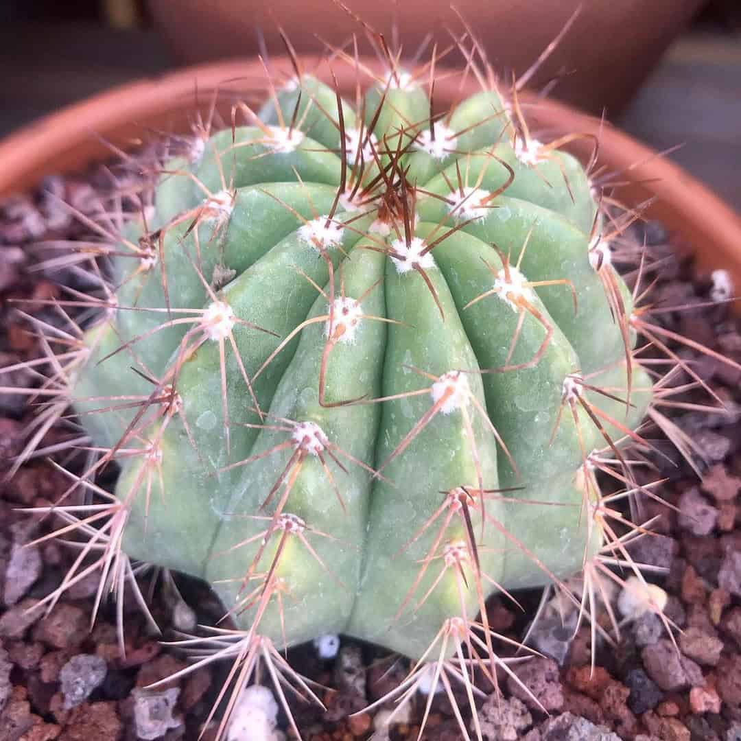 Melocactus glaucescens: Characteristics and Care | Succulent Alley