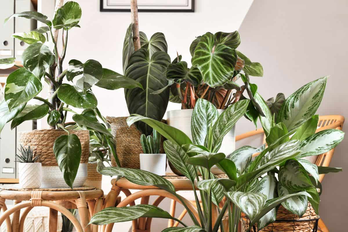 Keeping Delicate Houseplants Healthy | Succulent Alley