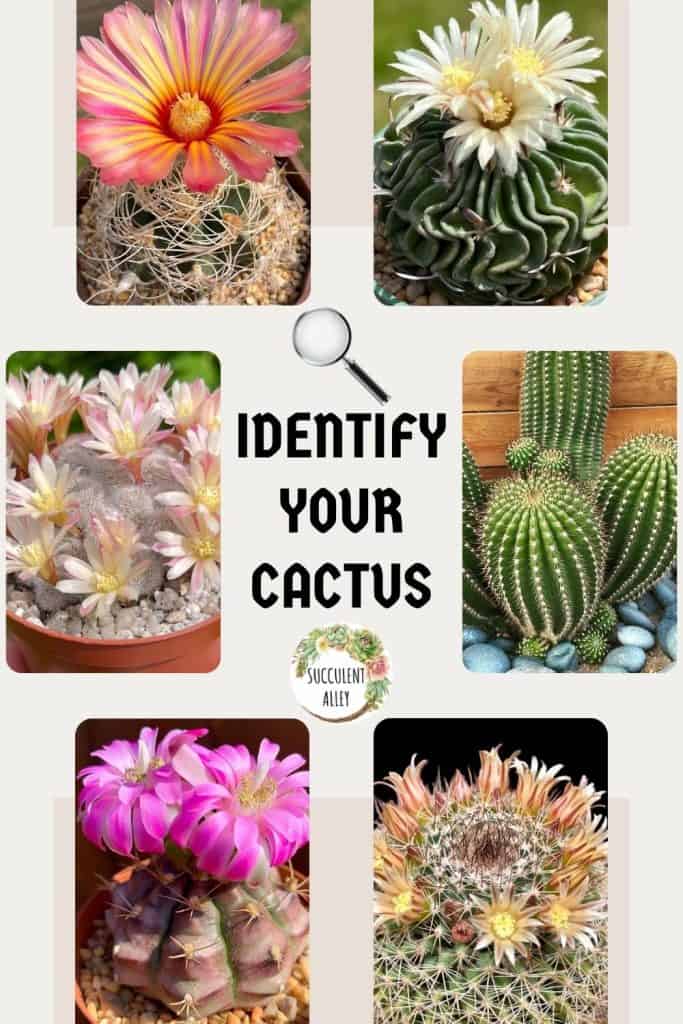 Sun Exposure and Cacti: What You Need to Know | Succulent Alley