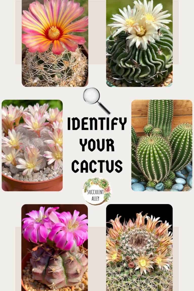 Cactus Turning Brown? These 7 Shocking Reasons Will Surprise You ...