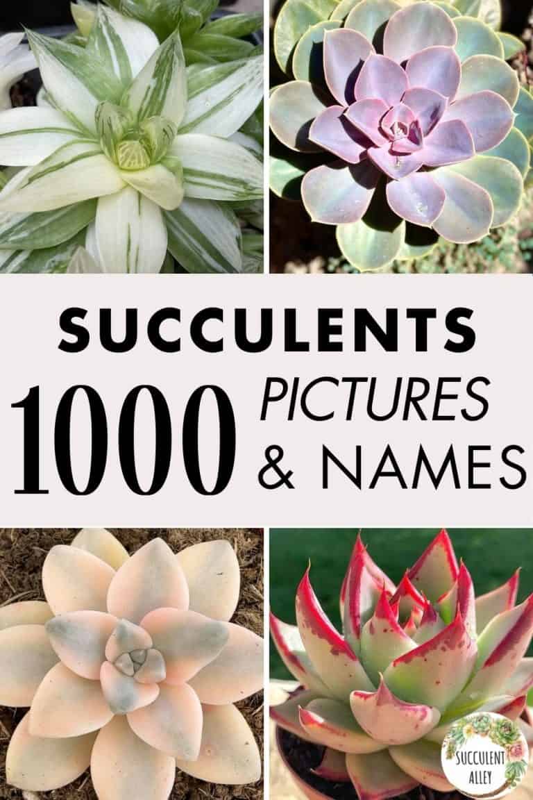 Cactus Parts 101: Mastering the Characteristic Trio | Succulent Alley