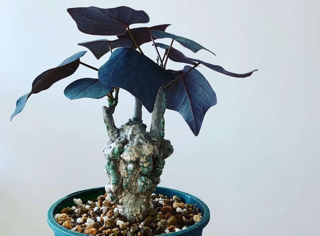 Adenia stylosa: The Twisted Beauty from Madagascar | Succulent Alley