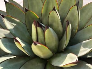 From Tissue to Splendor: The Making of the Agave Blue Emperor ...