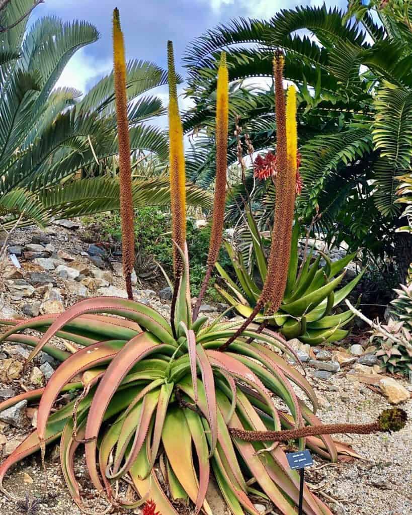 50+ Stunning Aloe Species That Double As Living Art | Succulent Alley