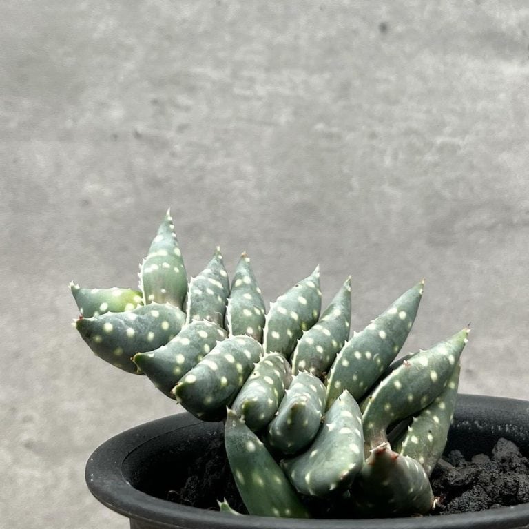 50+ Stunning Aloe Species That Double As Living Art | Succulent Alley