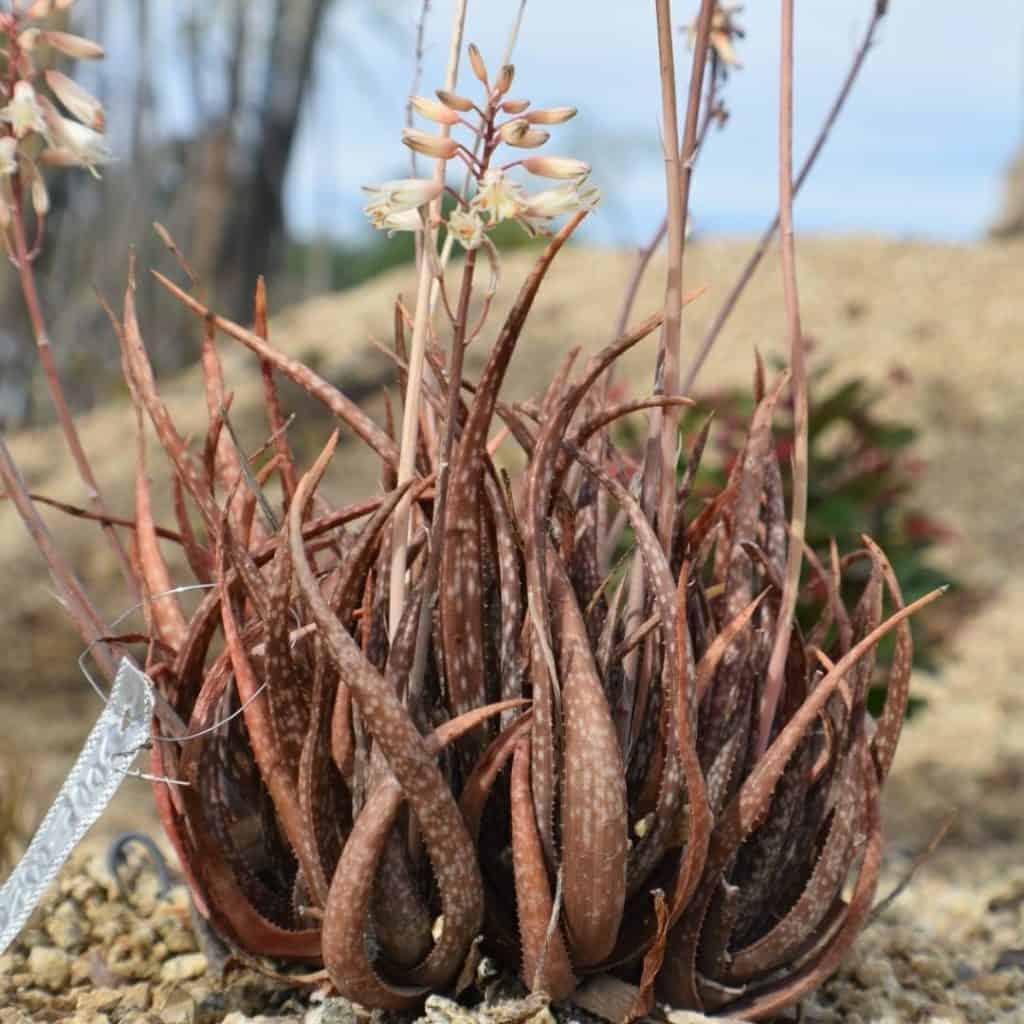 50+ Stunning Aloe Species That Double As Living Art | Succulent Alley