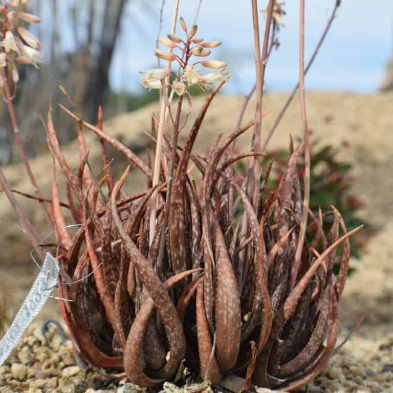 50+ Stunning Aloe Species That Double As Living Art | Succulent Alley
