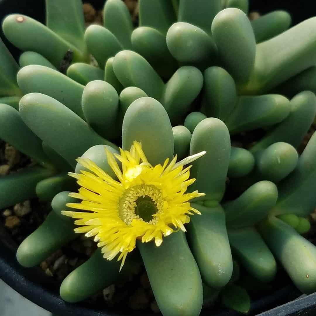 Argyroderma fissum: Characteristics and Care | Succulent Alley