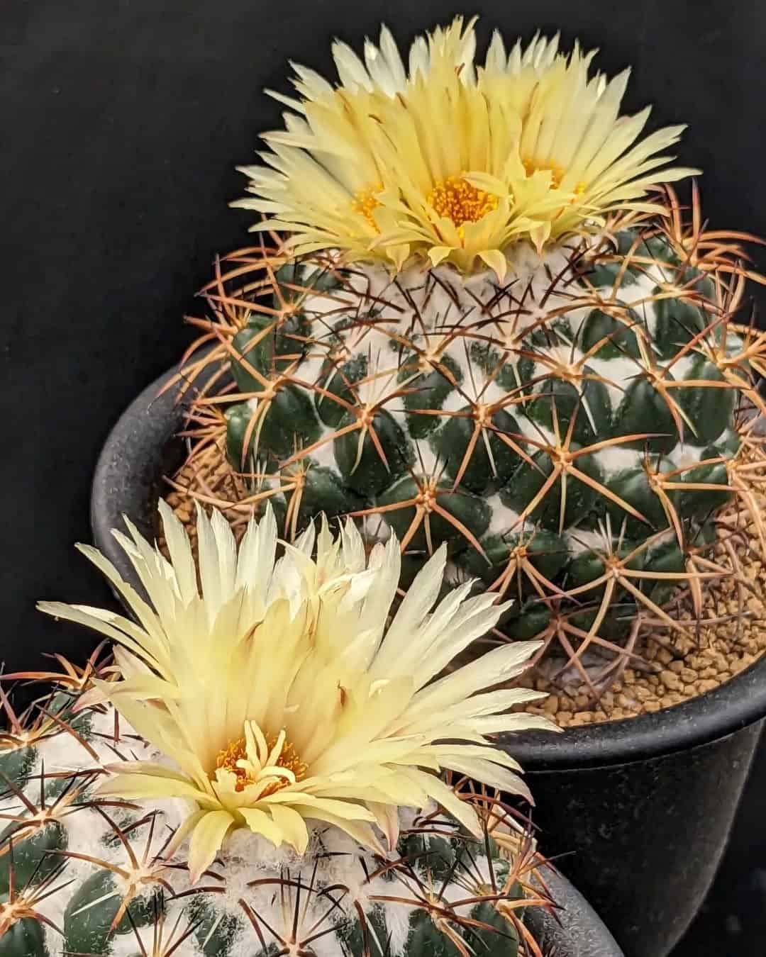 Coryphantha Greenwoodii: Redefining Cactus Beauty, One Spine at a Time ...