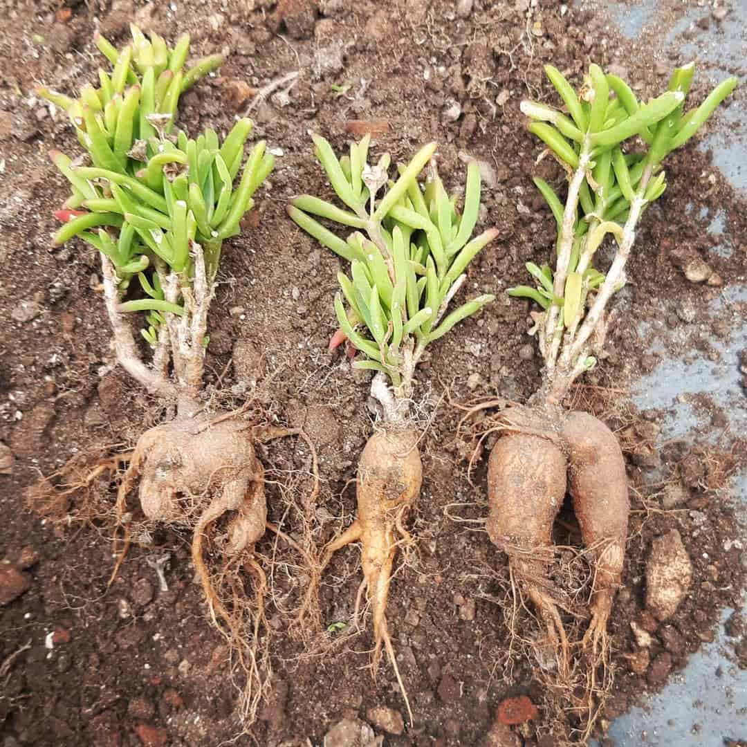 Delosperma napiforme: Characteristics and Care | Succulent Alley