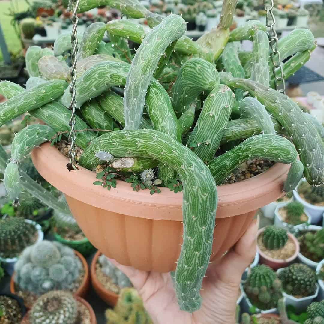 Senecio pendulus: Characteristics and Care | Succulent Alley