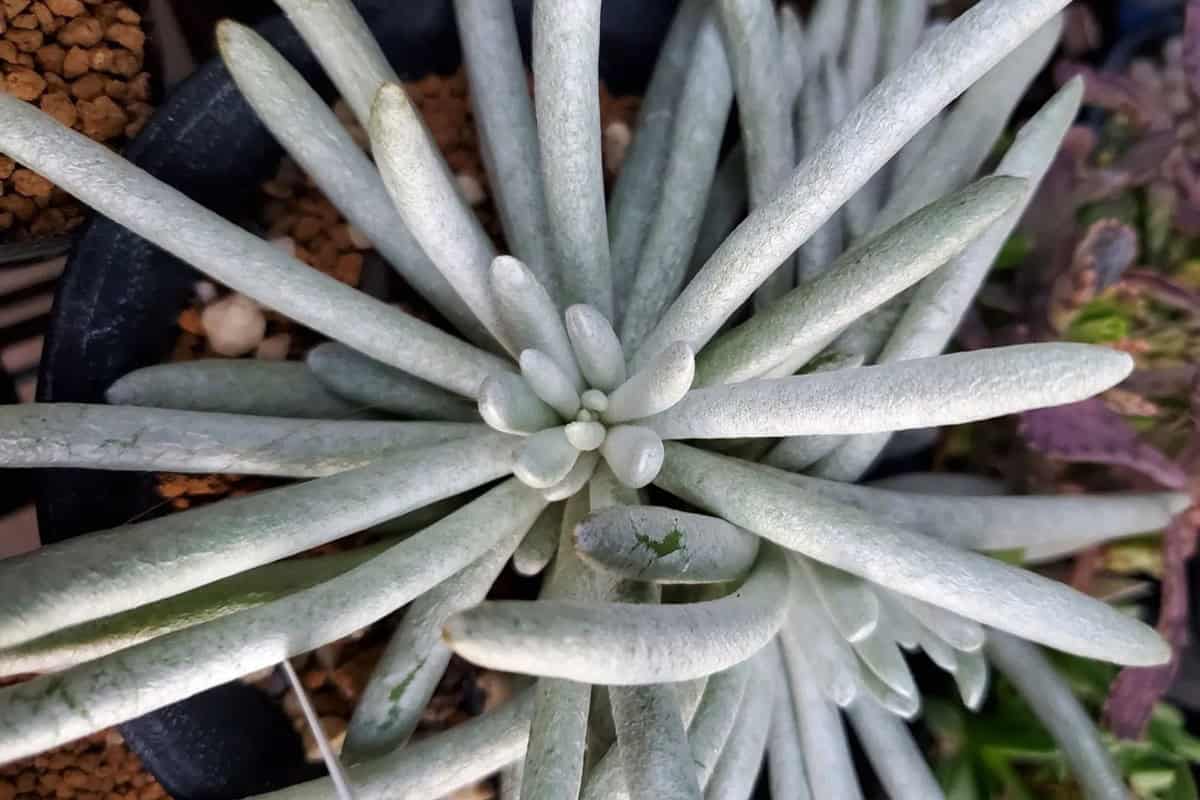 Senecio scaposus: Characteristics and Care | Succulent Alley