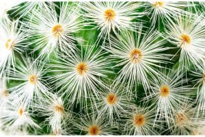 Cactus Needles Embedded in Skin? Don't Panic, Follow These Easy Tips ...