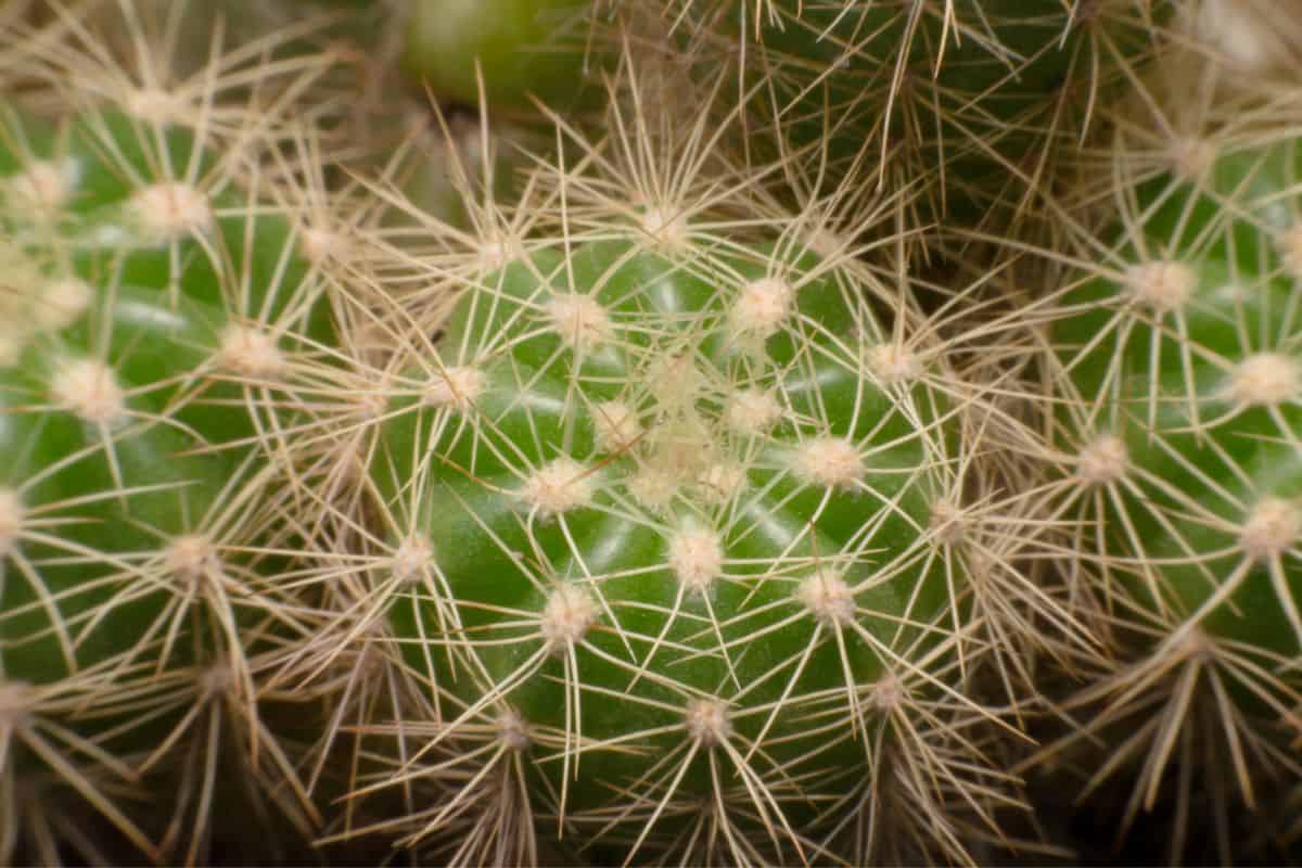 Cactus Needles Embedded in Skin? Don't Panic, Follow These Easy Tips ...