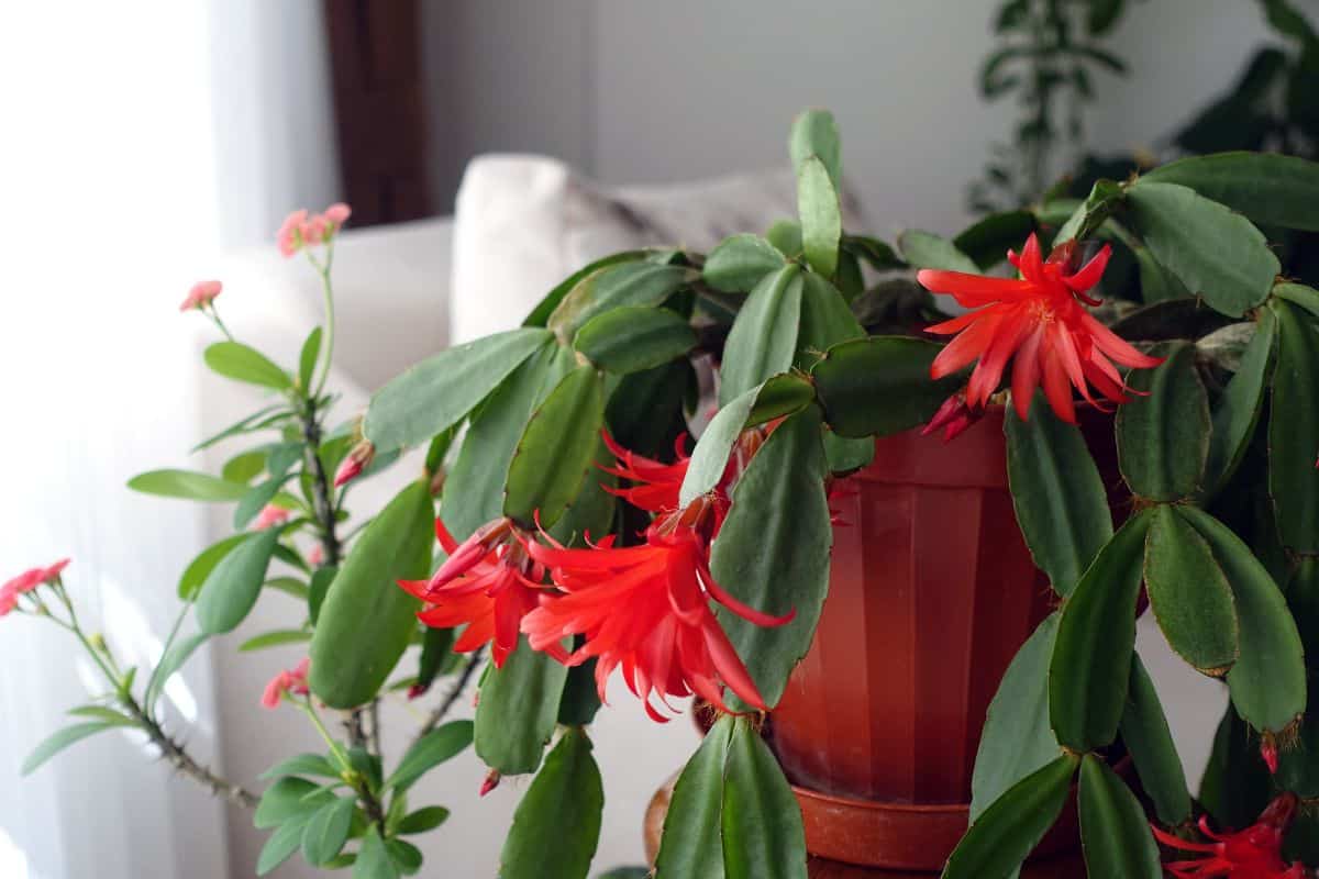 How to Care for a Christmas Cactus (Full Guide) | Succulent Alley