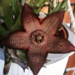 35 Types of Stapelia Succulents (With Pictures) | Succulent Alley