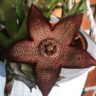 35 Types of Stapelia Succulents (With Pictures) | Succulent Alley