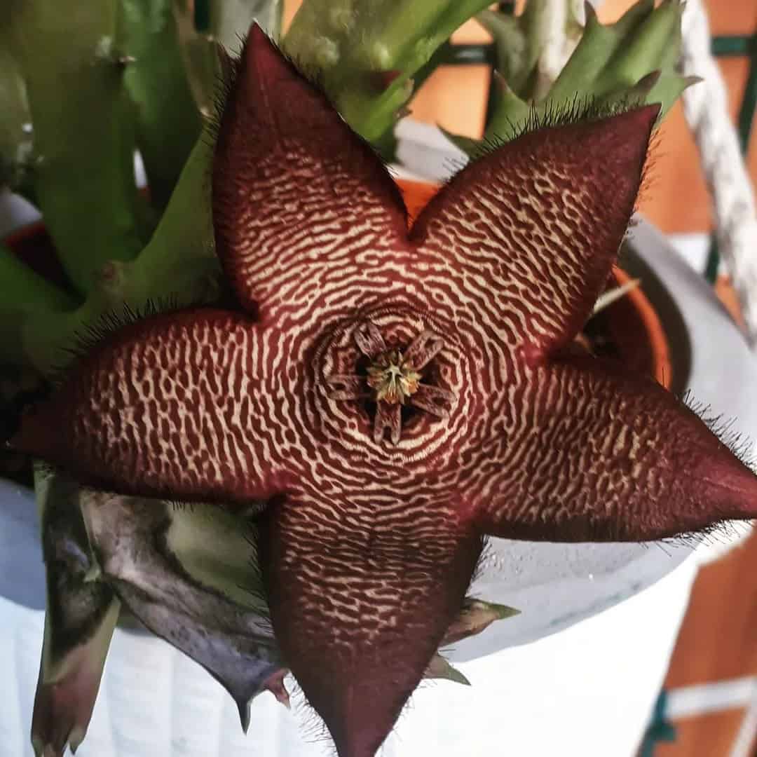 35 Types of Stapelia Succulents (With Pictures) | Succulent Alley