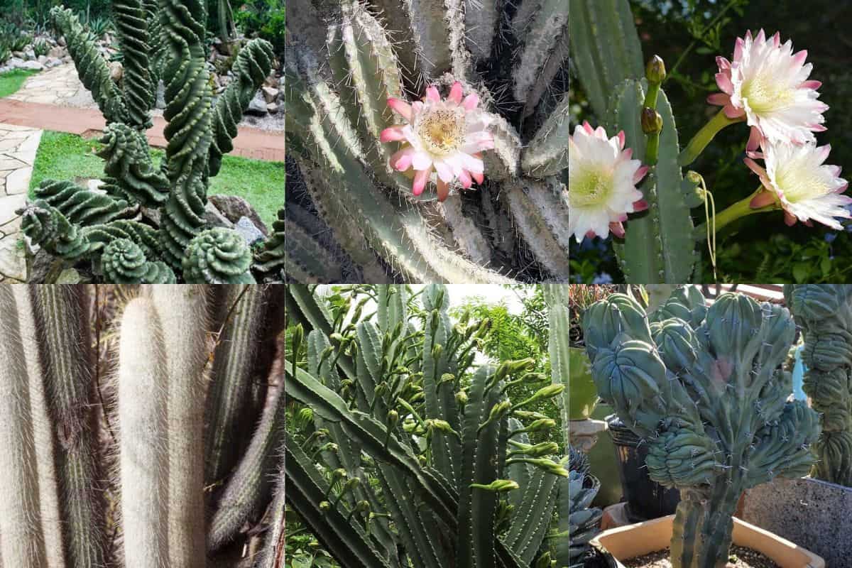 Cereus Cactus 101: A Visual Tour of 16 Prominent Species | Succulent Alley