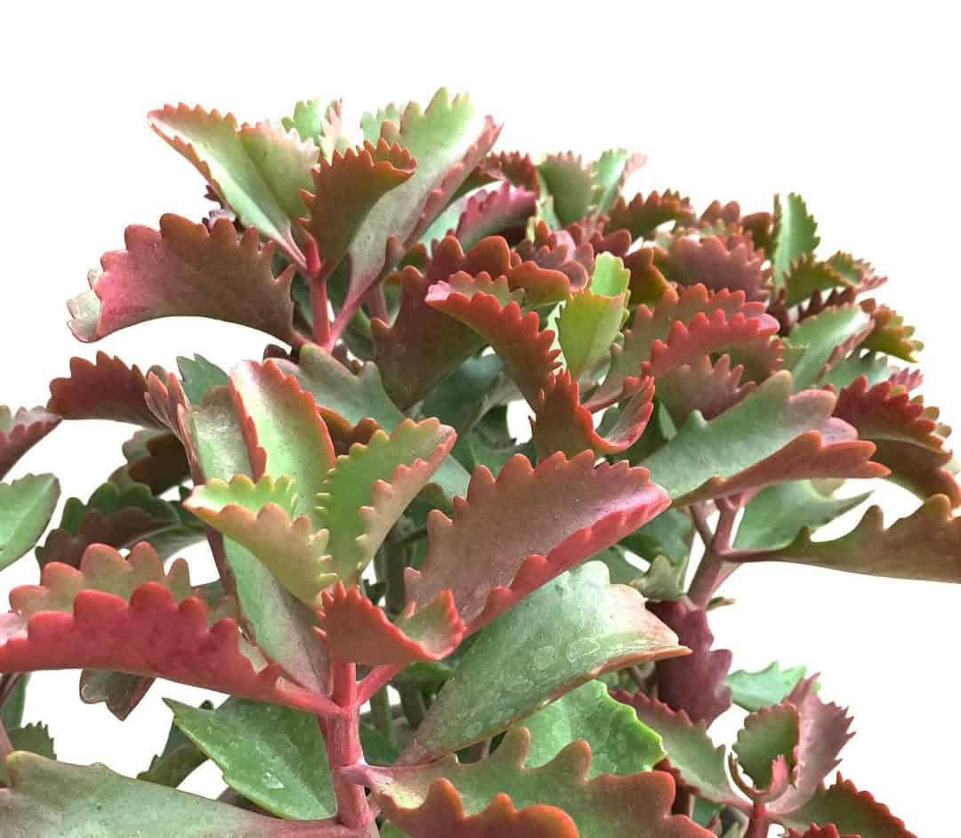 40 Different Kalanchoe Varieties with Pictures | Succulent Alley