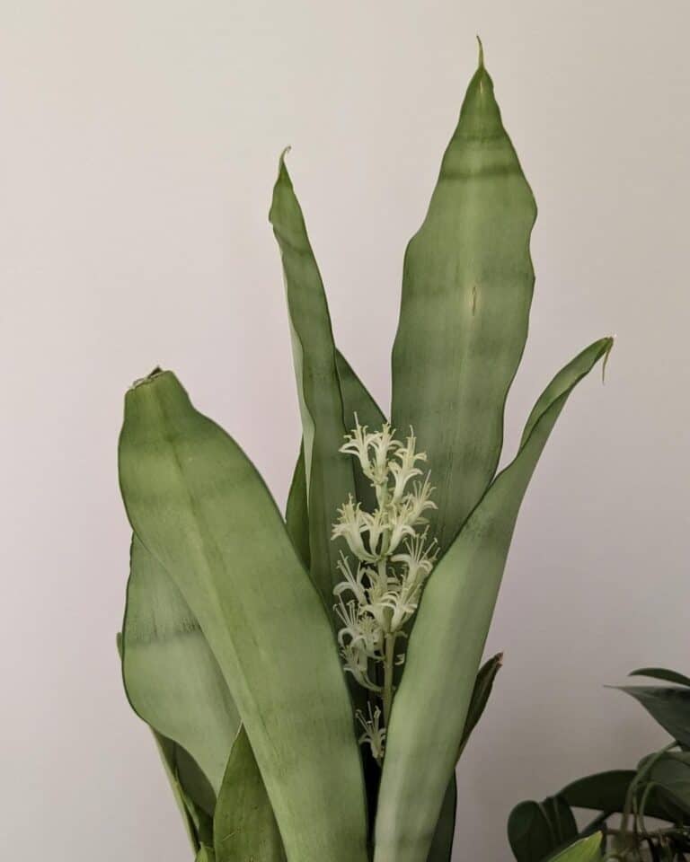 How to Make a Snake Plant Bloom (Rare Phenomenon) | Succulent Alley