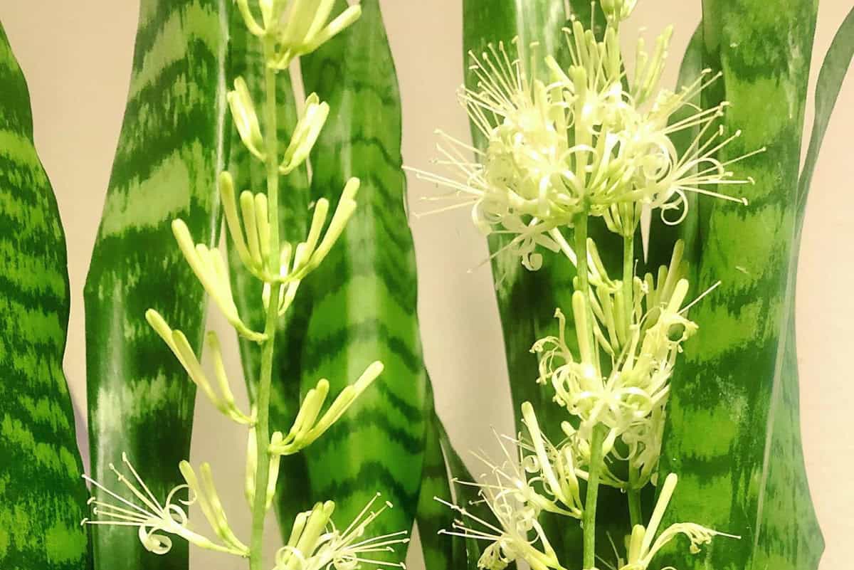 How to Make a Snake Plant Bloom (Rare Phenomenon) | Succulent Alley