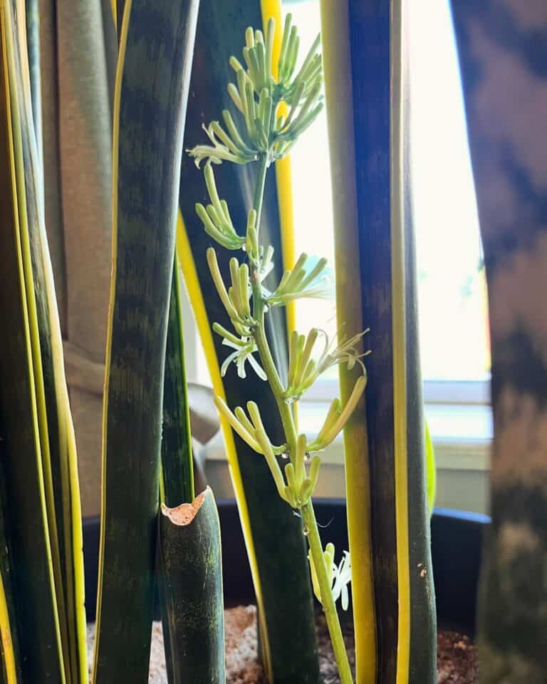 How to Make a Snake Plant Bloom (Rare Phenomenon) | Succulent Alley