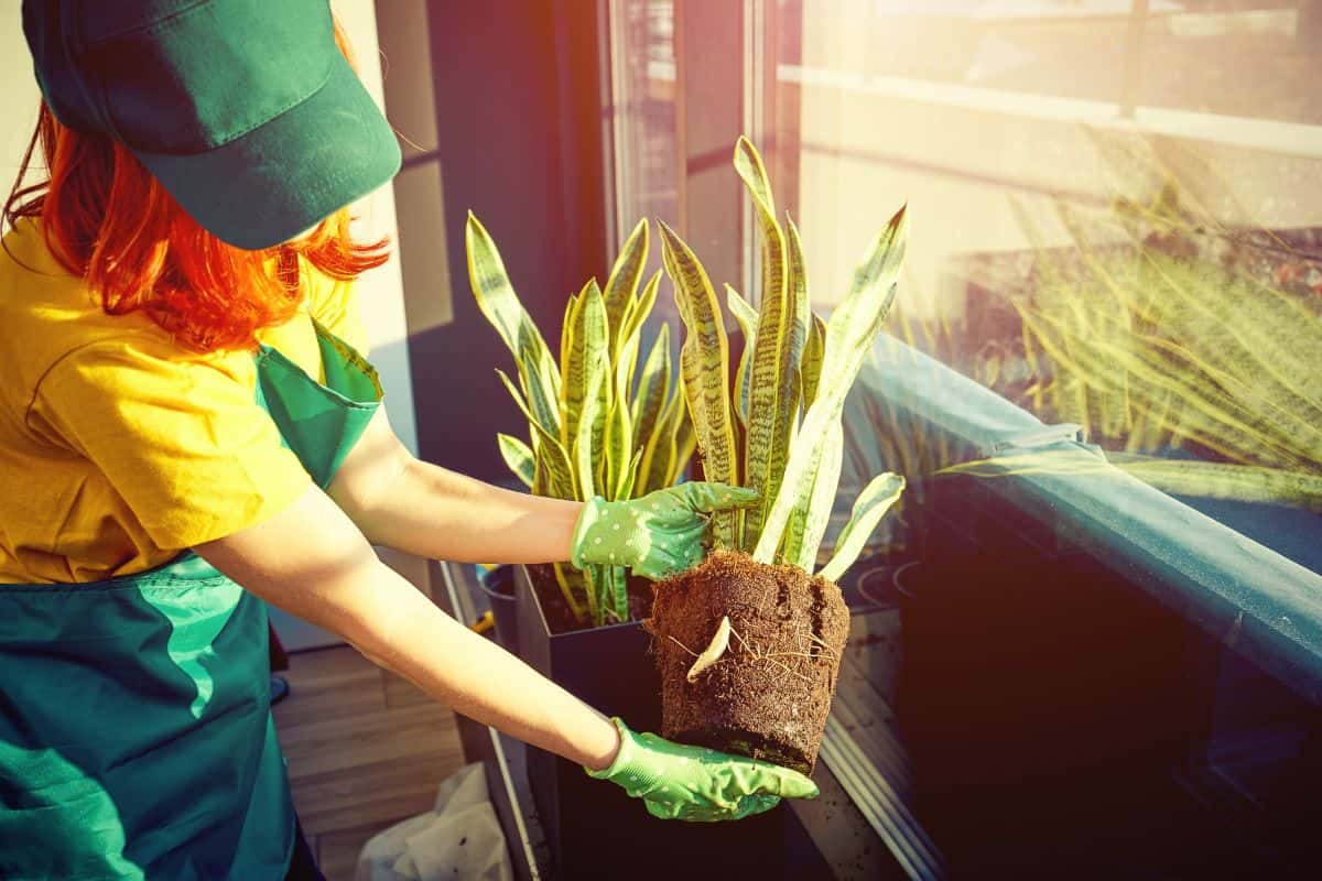 How to Make a Snake Plant Produce Pups | Succulent Alley