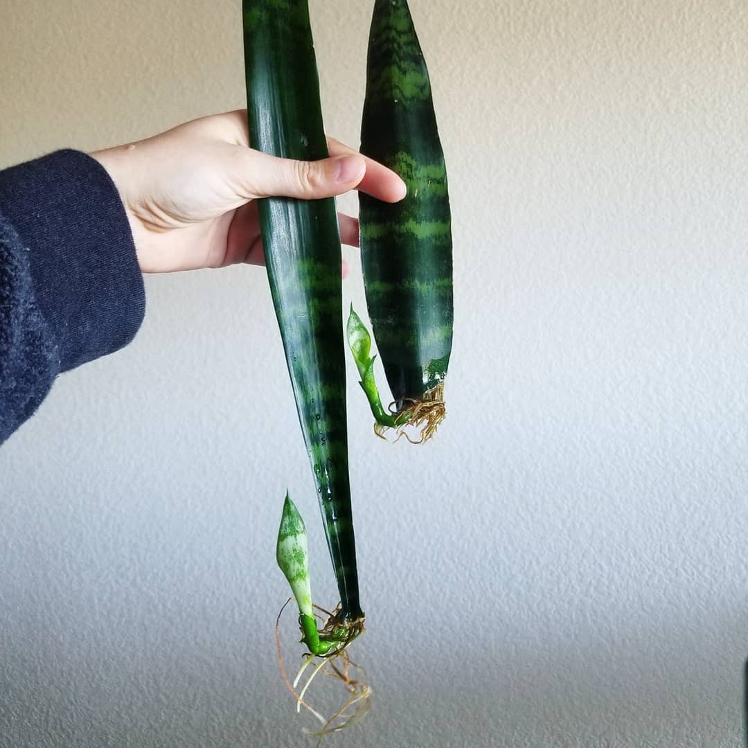7 Ways to Propagate Snake Plants | Succulent Alley